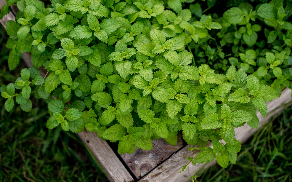 5 Reasons Why Lemon Balm Deserves a Spot in Your Medicine Cabinet ...