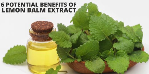 Potential Benefits From Lemon Balm Extract – Zelenko Labs